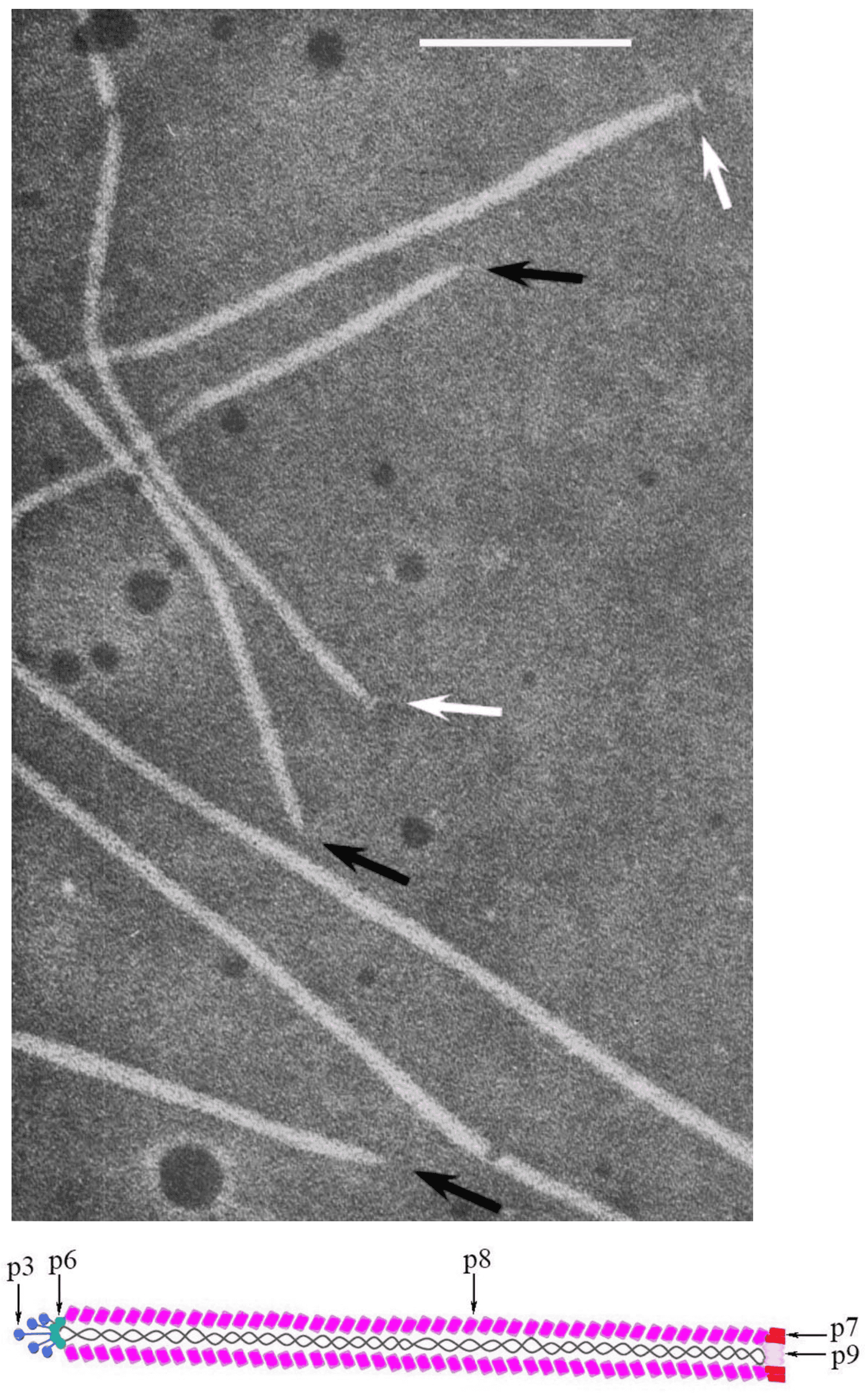 Family: Inoviridae | ICTV