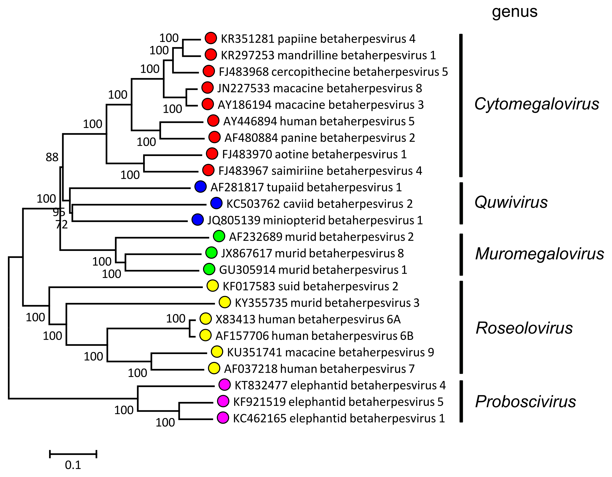Subfamily: Betaherpesvirinae | ICTV