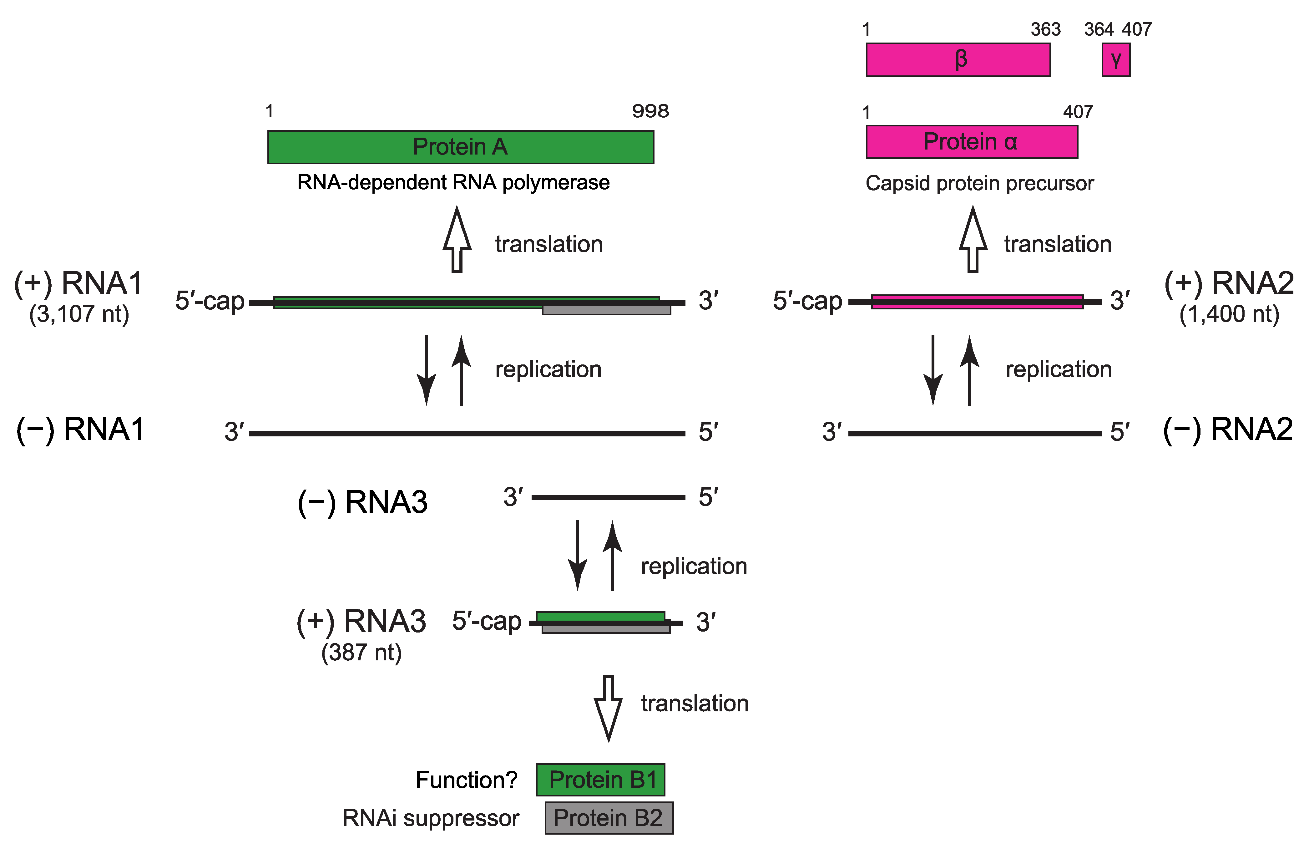 Family: Nodaviridae | ICTV