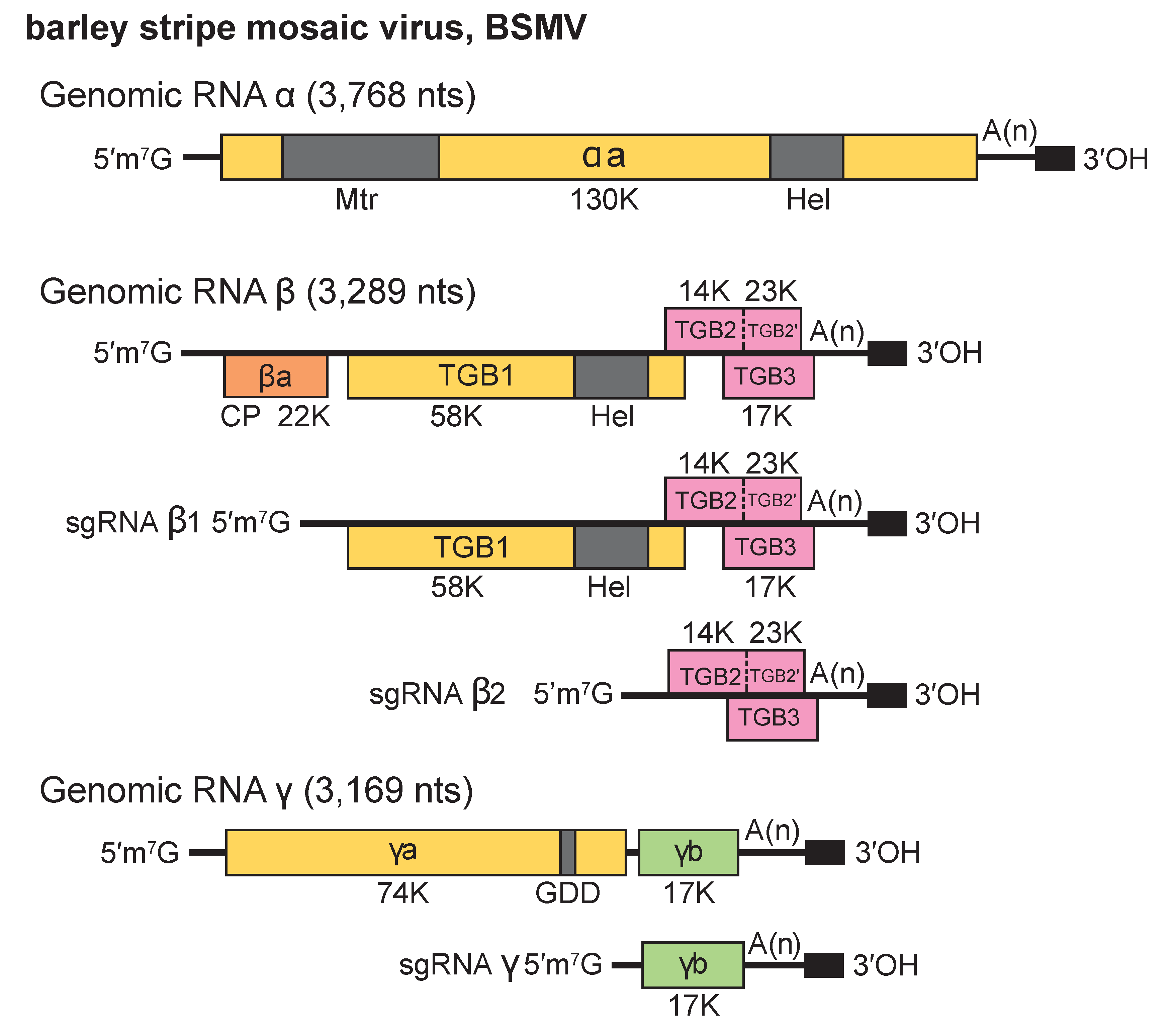 Genus: Hordeivirus | ICTV