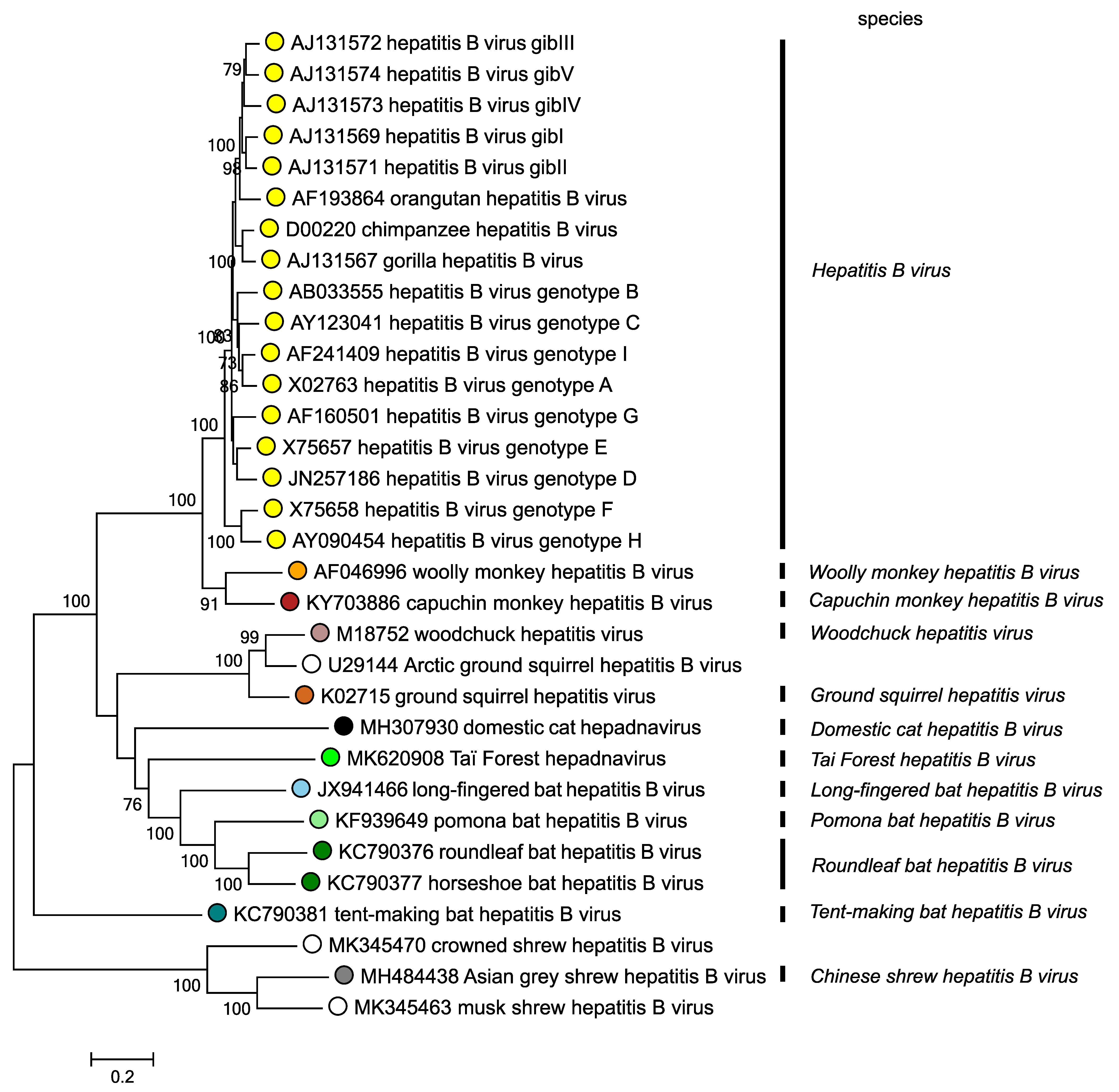 Genus: Orthohepadnavirus | ICTV