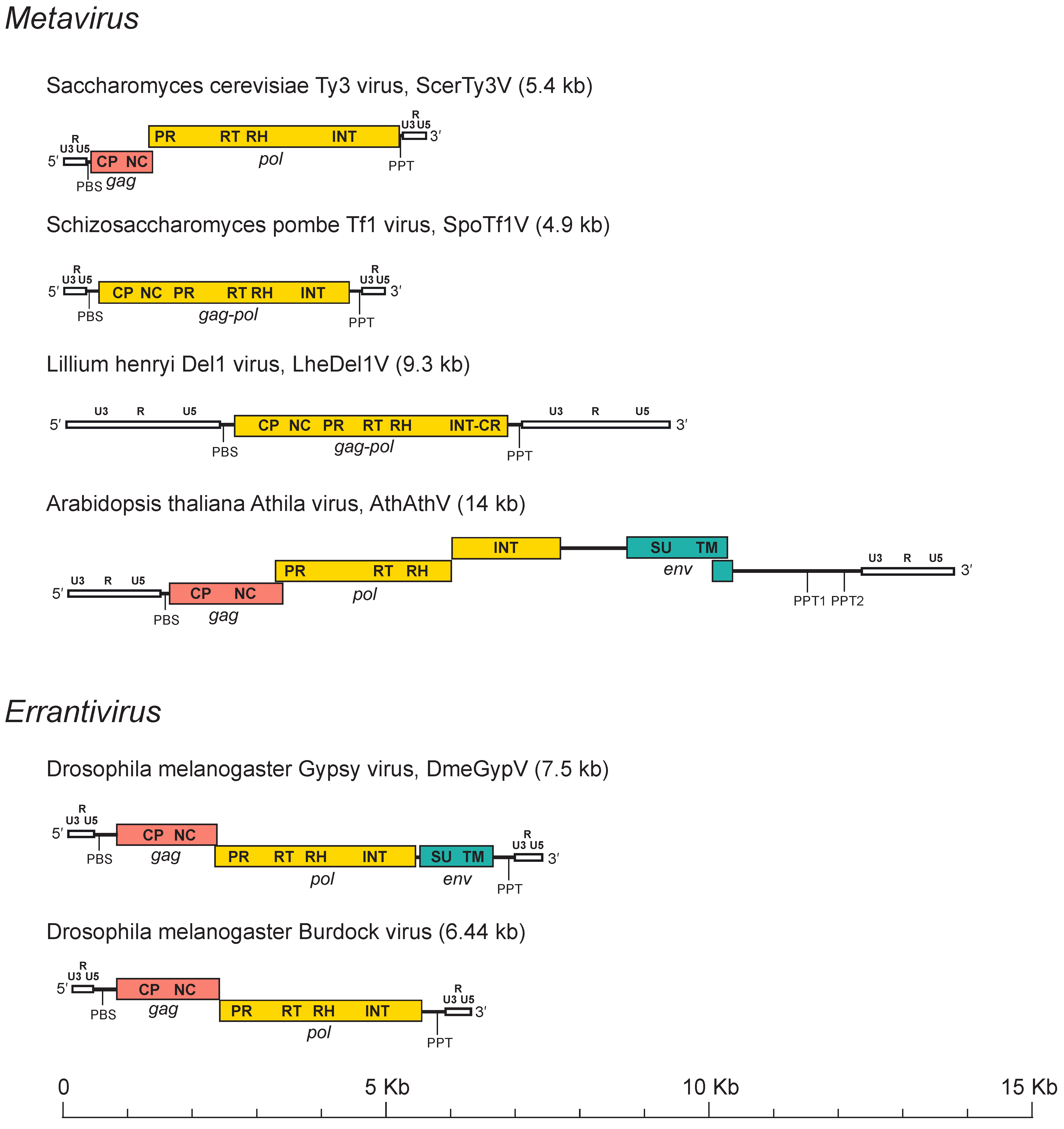 Family: Metaviridae | ICTV