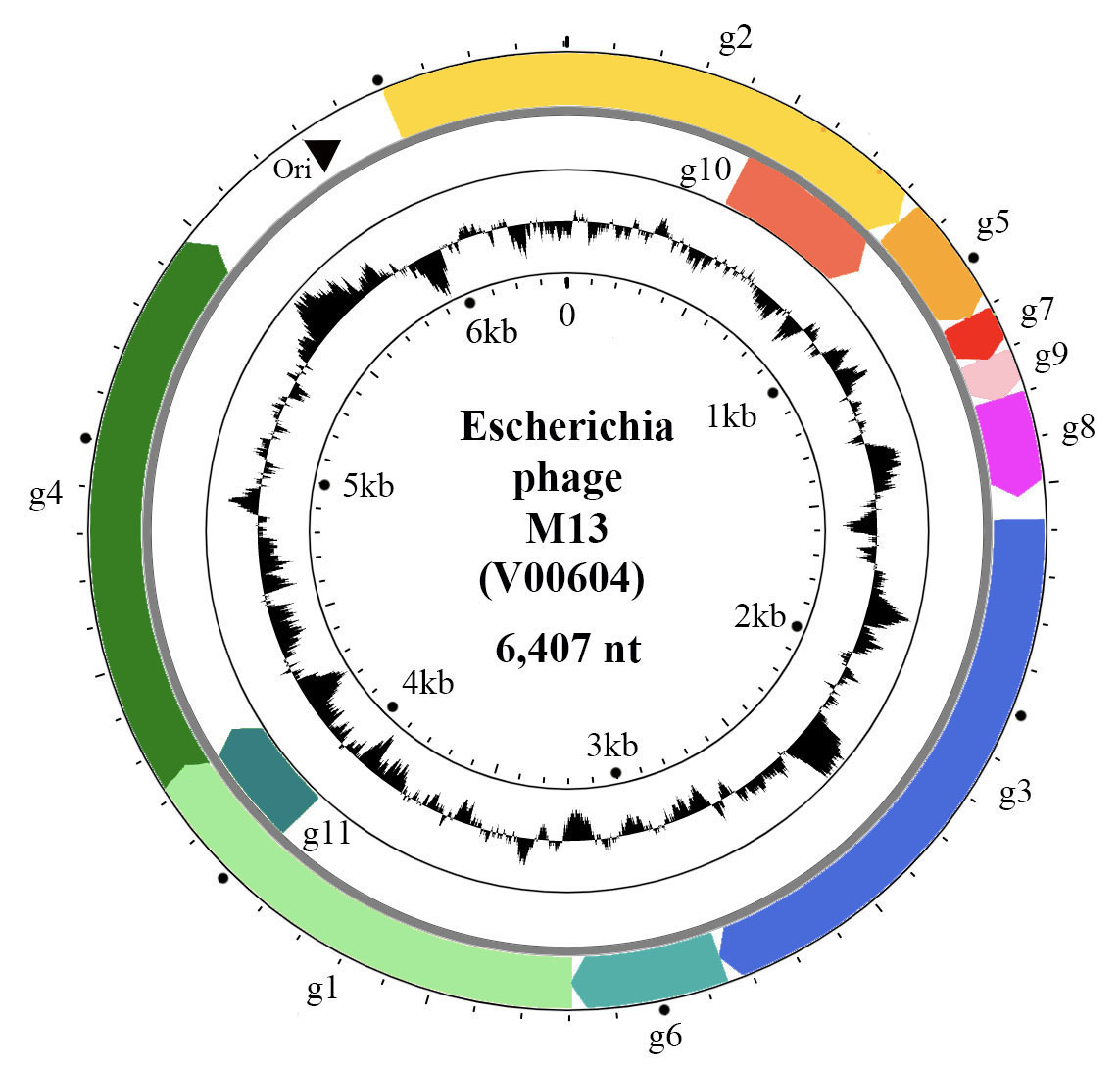 Family: Inoviridae | ICTV
