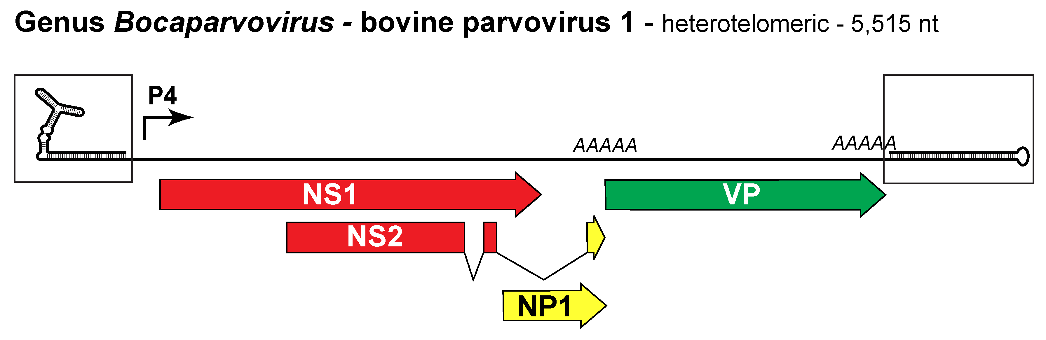 Genus: Bocaparvovirus | ICTV