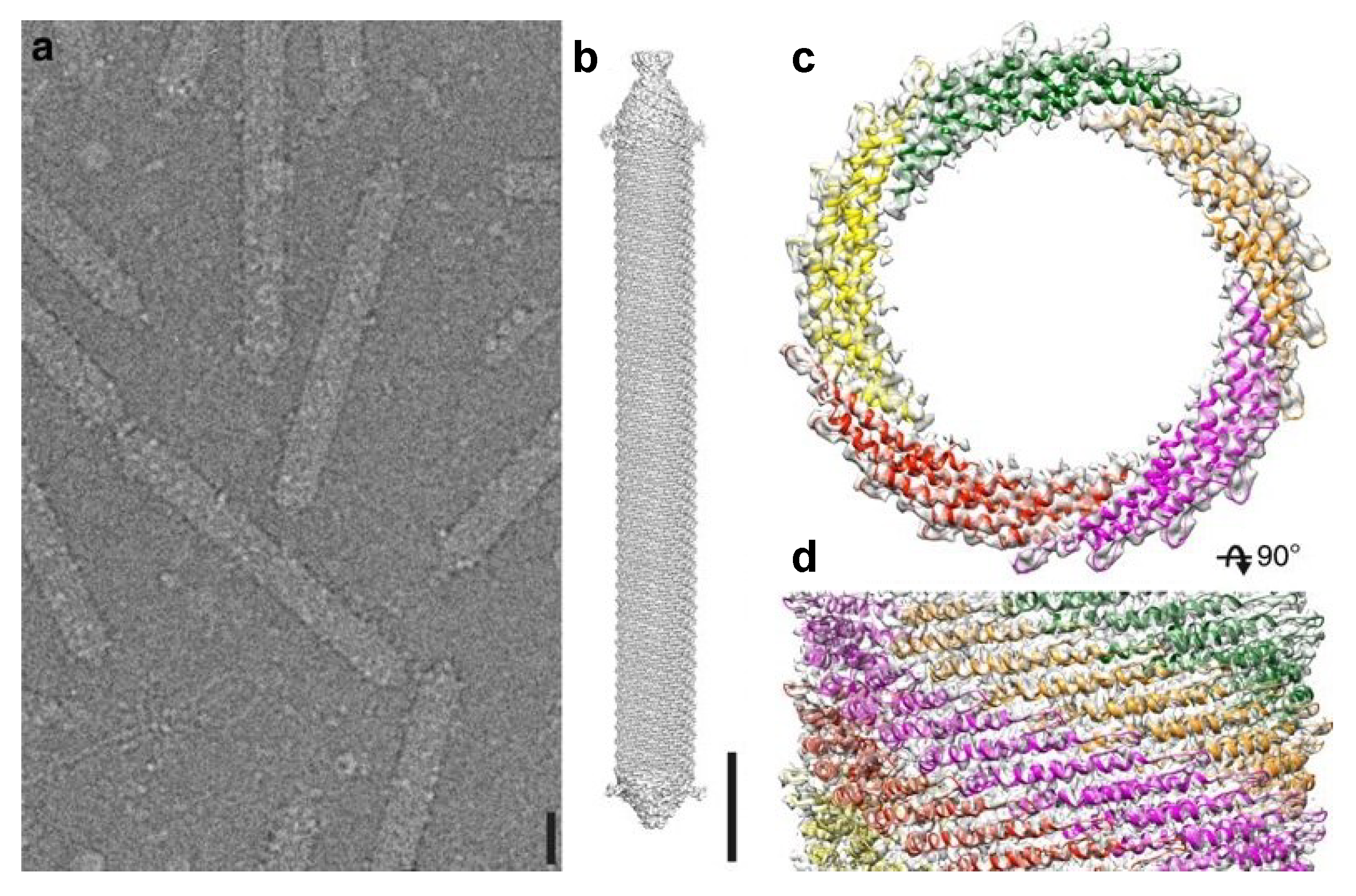 Family: Clavaviridae | ICTV