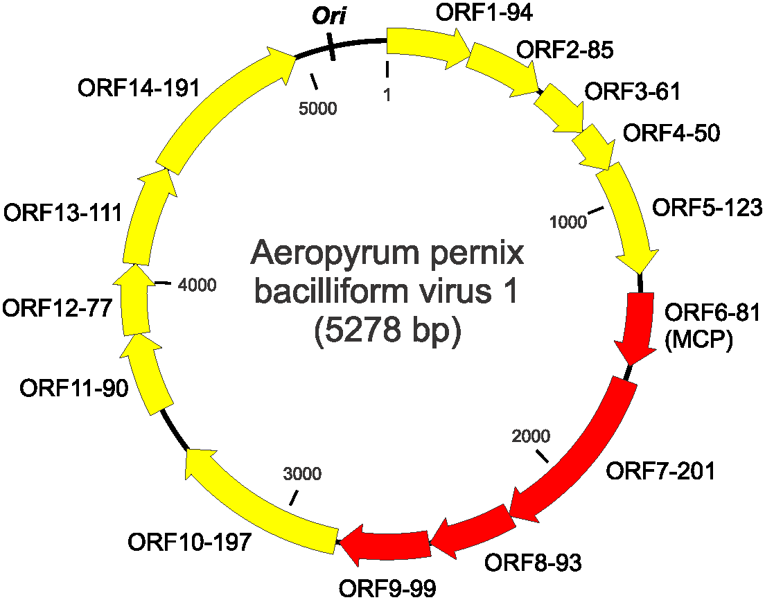 Family: Clavaviridae | ICTV