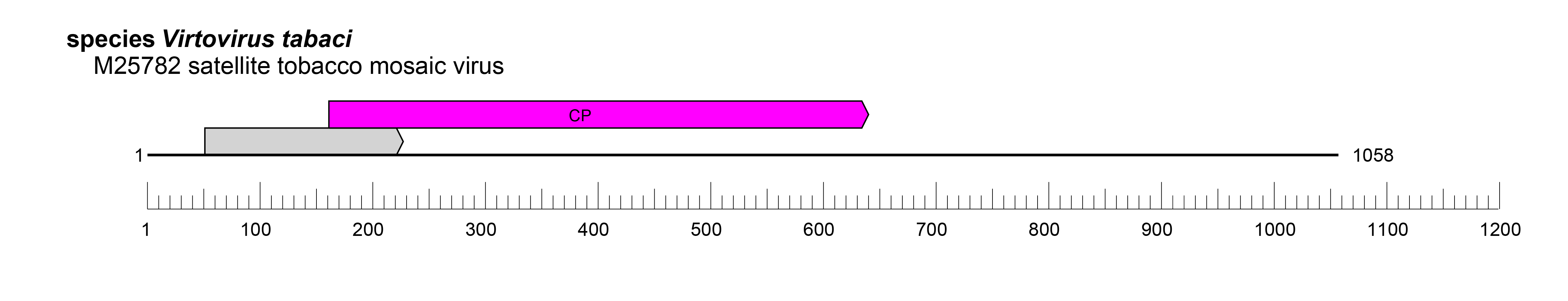 Family: Tomosaviridae (Interim Report) | ICTV