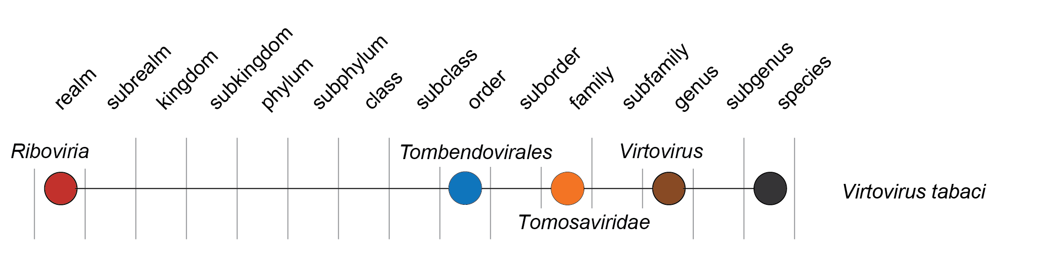 Family: Tomosaviridae (Interim Report) | ICTV